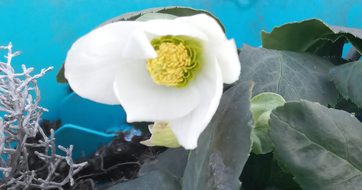 Die Christrose - Evangelisierung Augsburg